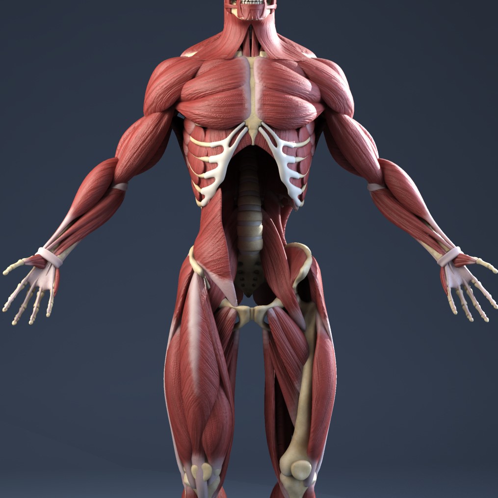 EXAM HUMAN ANATOMY - TeachersTrading.com