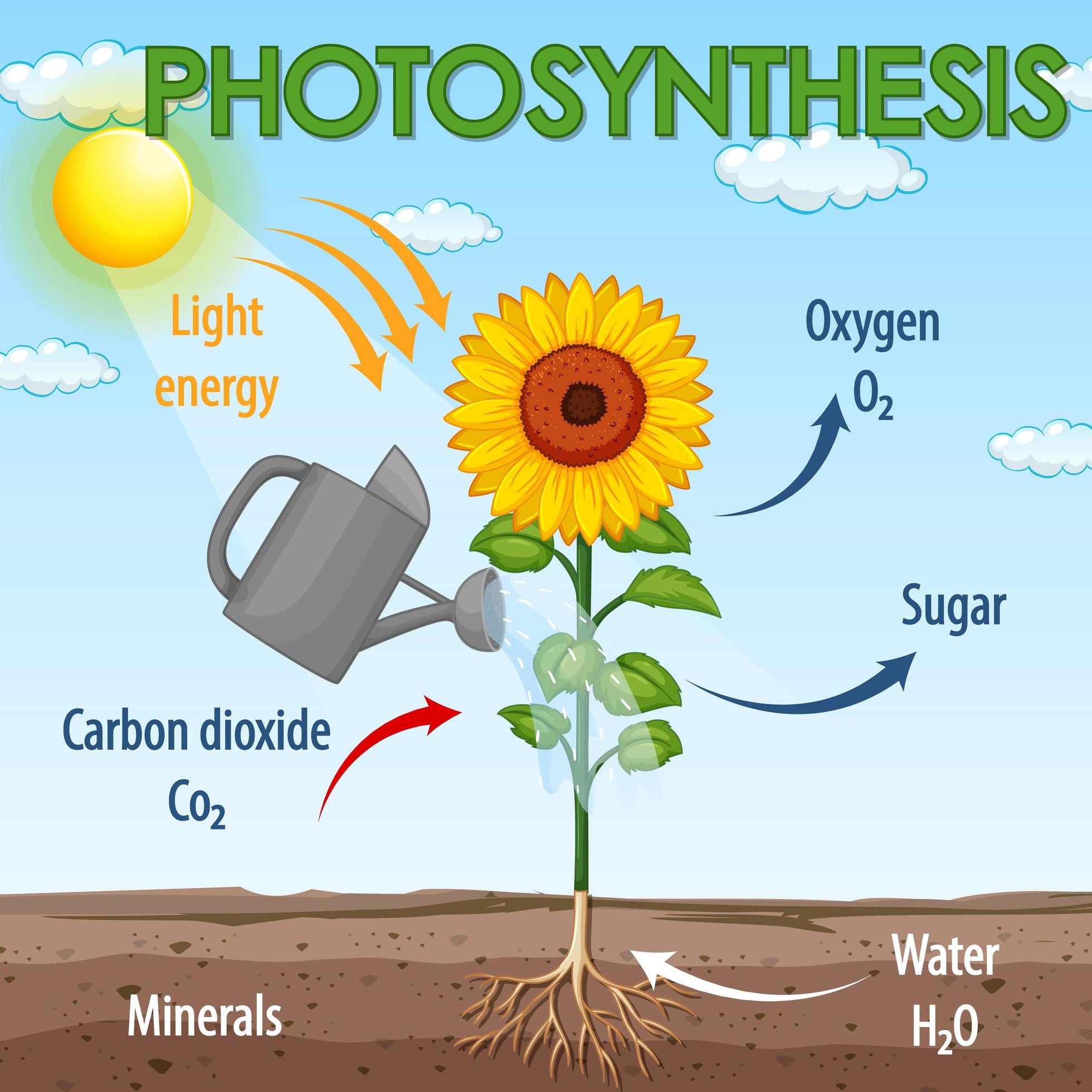 EXPERIMENT BOOKLET MEASURING THE RATE OF PHOTOSYNTHEISIS ...