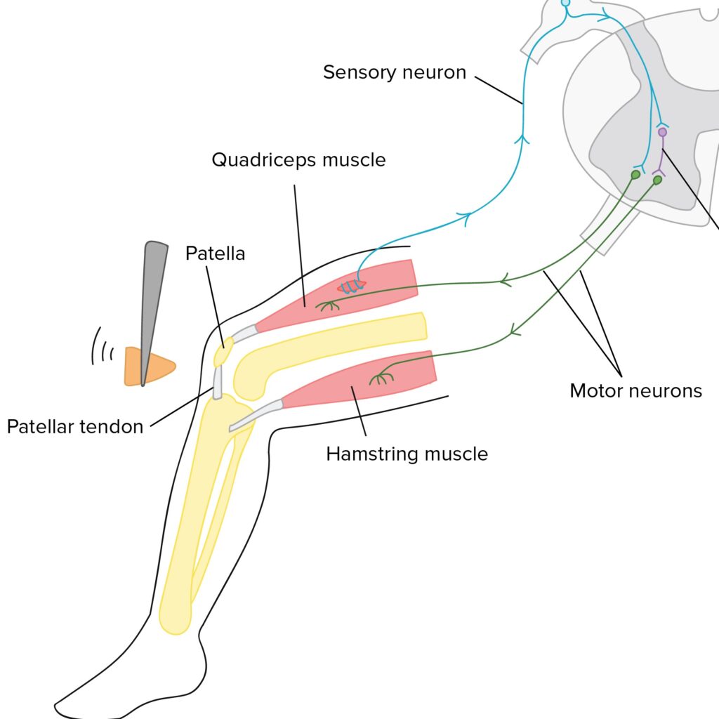 EXPERIMENT BOOKLET MEASURING CHANGES TO REFLEX ACTION - TeachersTrading.com